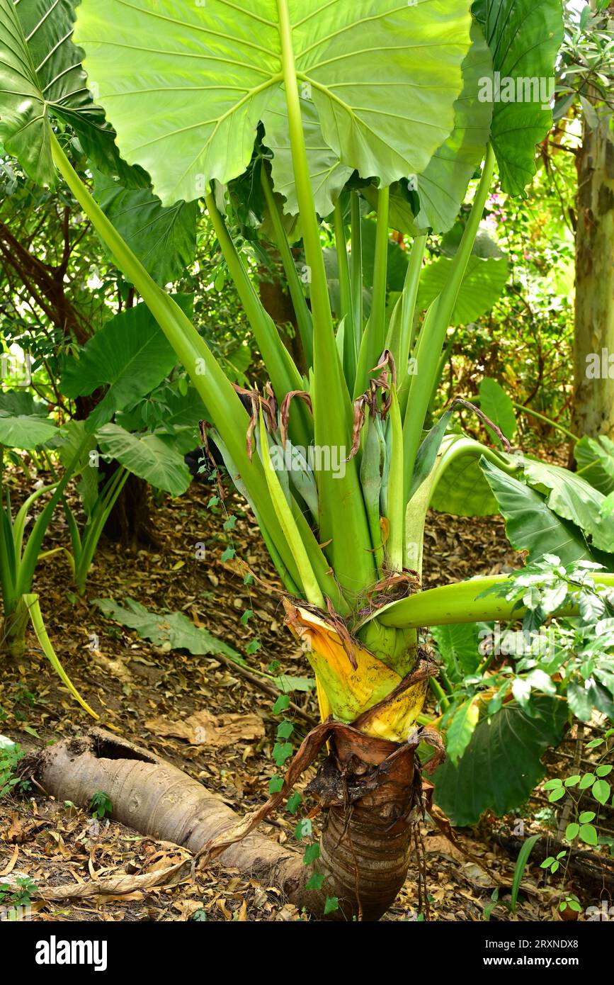 Taro or kalo (Colocasia esculenta) is a perennial herb native to ...