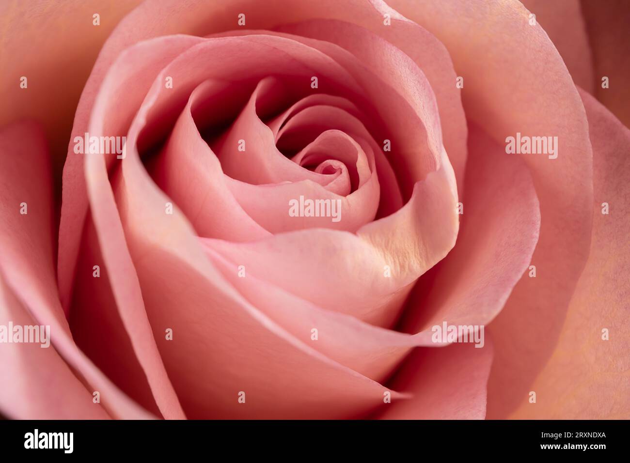 Pink rose close hi-res stock photography and images - Alamy