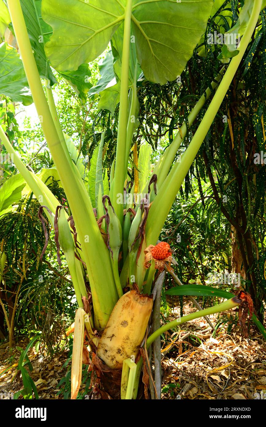 Taro or kalo (Colocasia esculenta) is a perennial herb native to ...