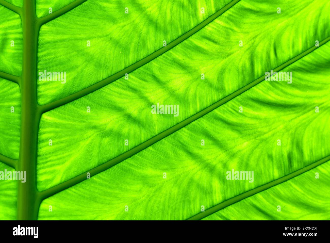 Taro or kalo (Colocasia esculenta) is a perennial herb native to ...