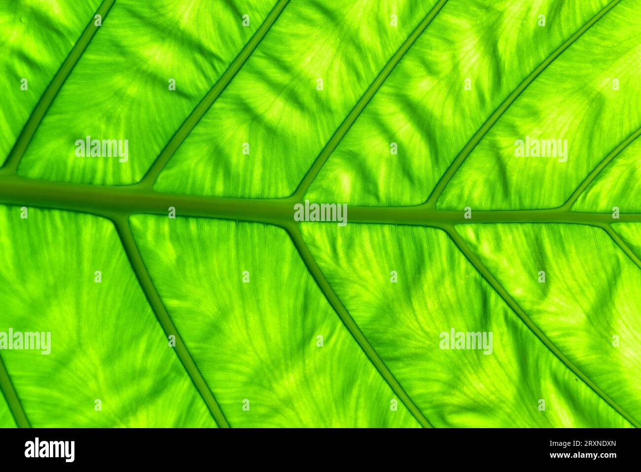 Taro or kalo (Colocasia esculenta) is a perennial herb native to ...