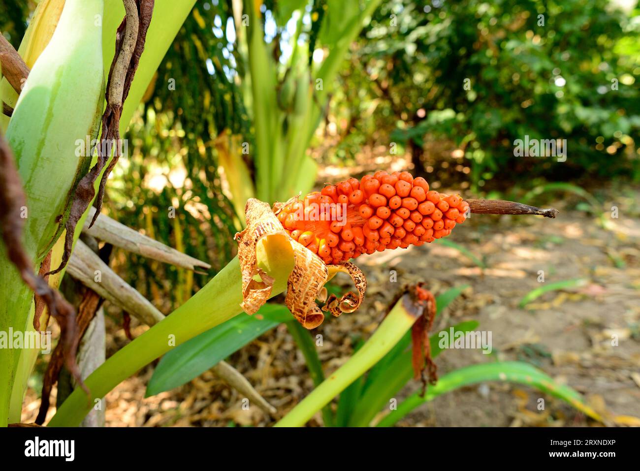 Taro or kalo (Colocasia esculenta) is a perennial herb native to ...
