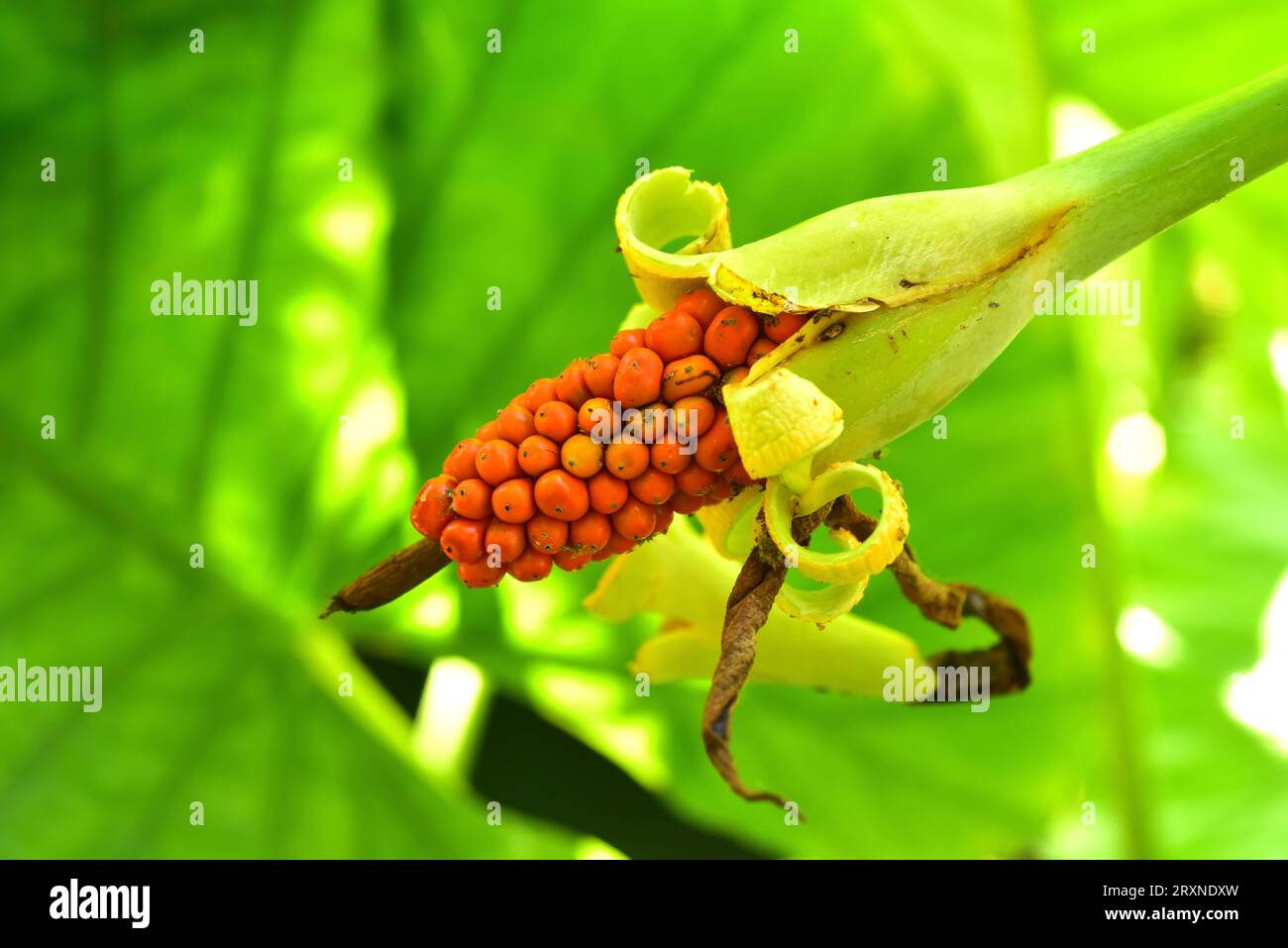 Corm fruit hi-res stock photography and images - Alamy