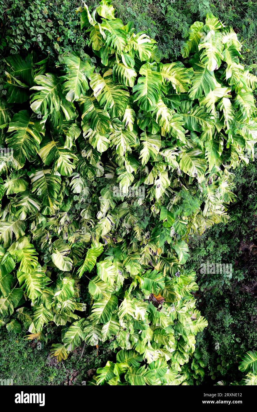 Monstera variegata hi-res stock photography and images - Alamy
