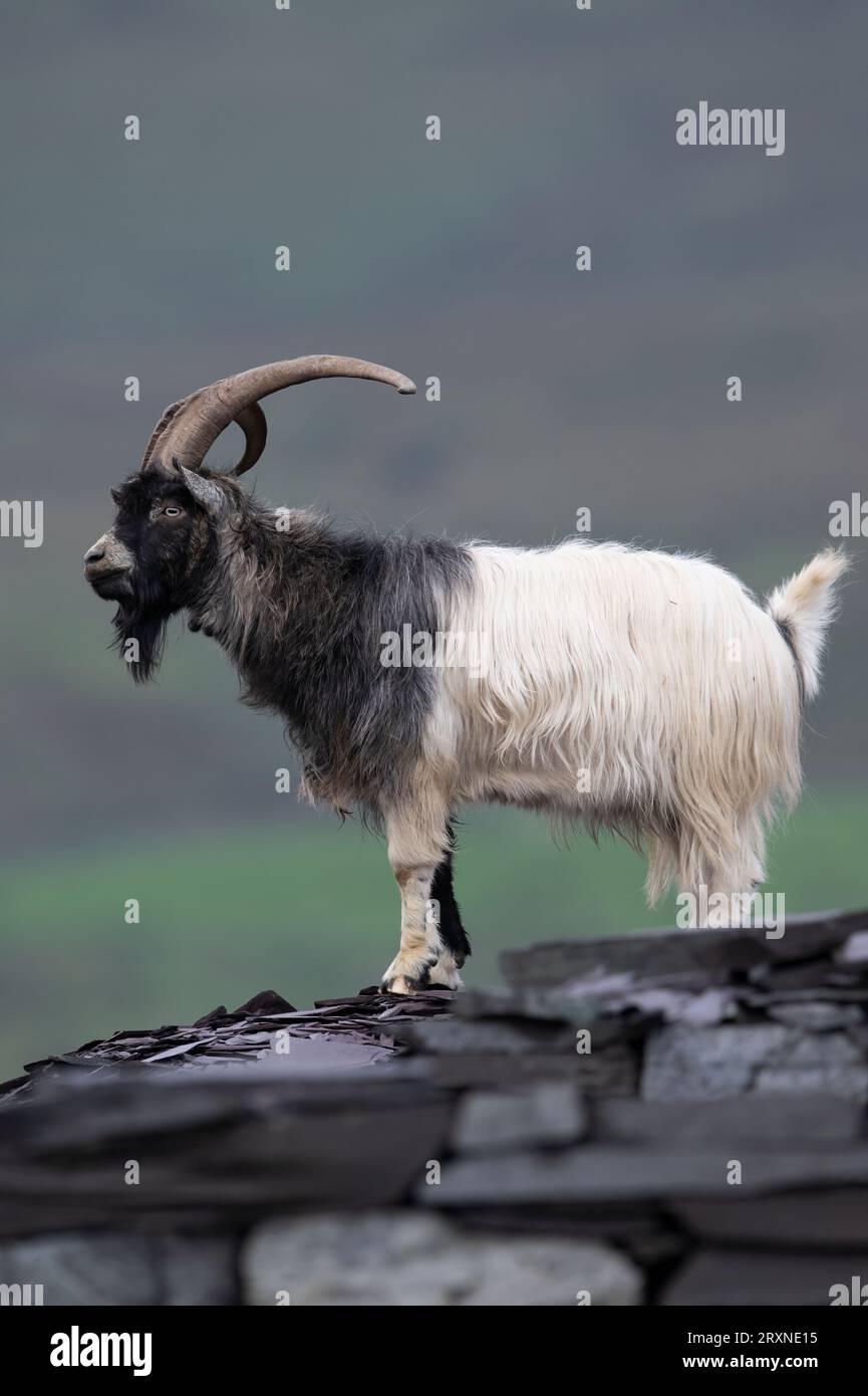British Primitive Goat (Capra hircus) aka Feral Goat in a Disused Slate ...