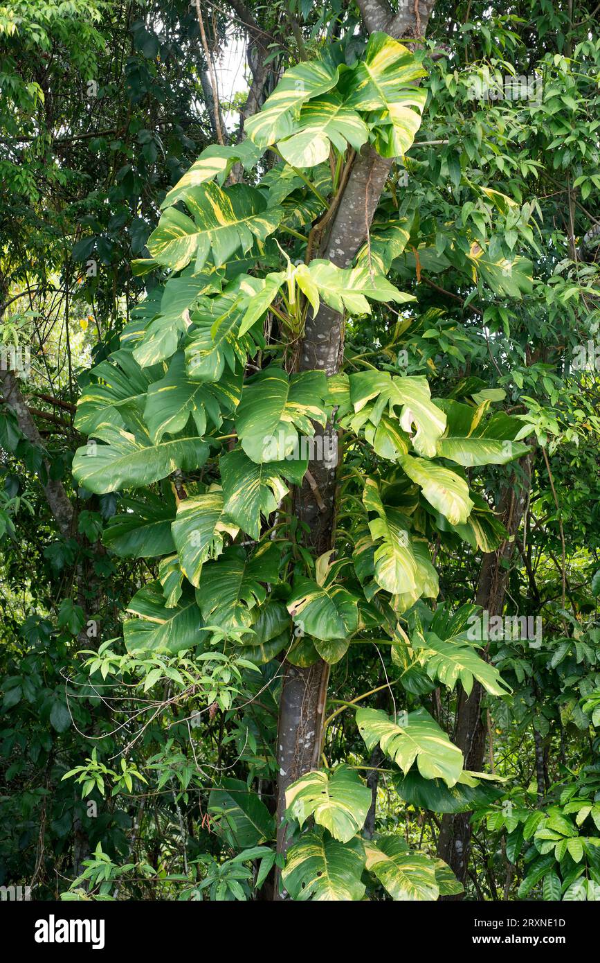Swiss cheese plant (Monstera deliciosa variegata or Philodendron ...