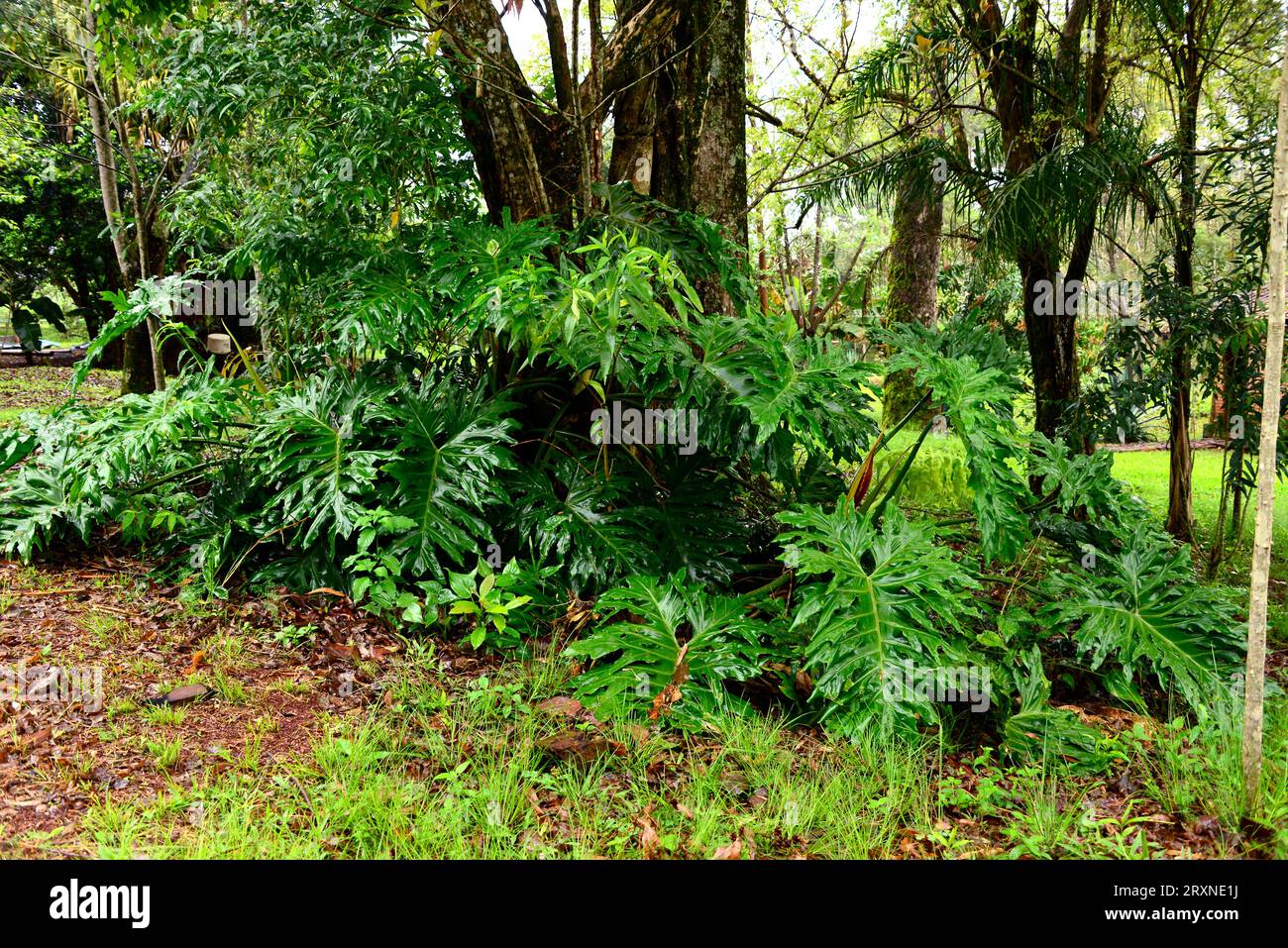 Cut-leaf (Thaumatophyllum bipinnatifidum or Philodendron bipinnatifidum ...