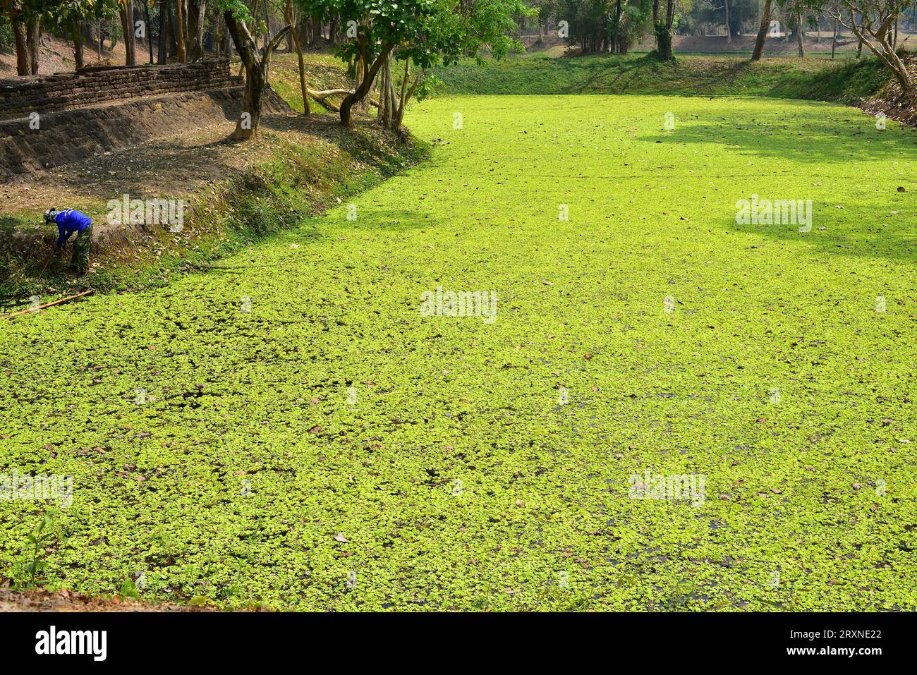 Water cabbage or water lettuce (Pistia stratiotes) is an invasive ...