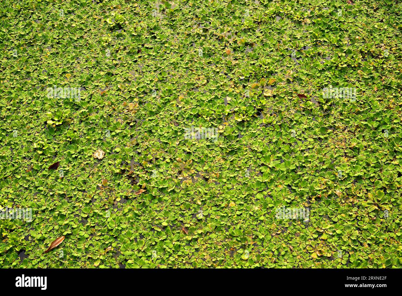 Water cabbage or water lettuce (Pistia stratiotes) is an invasive ...
