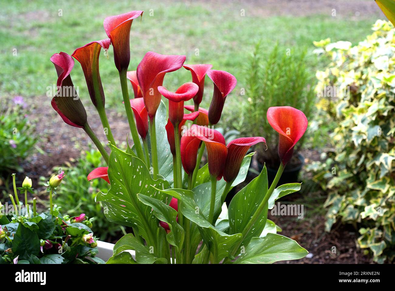 Calla lily or arum lily (Zantedeschia aethiopica) is a rhizomatous ...