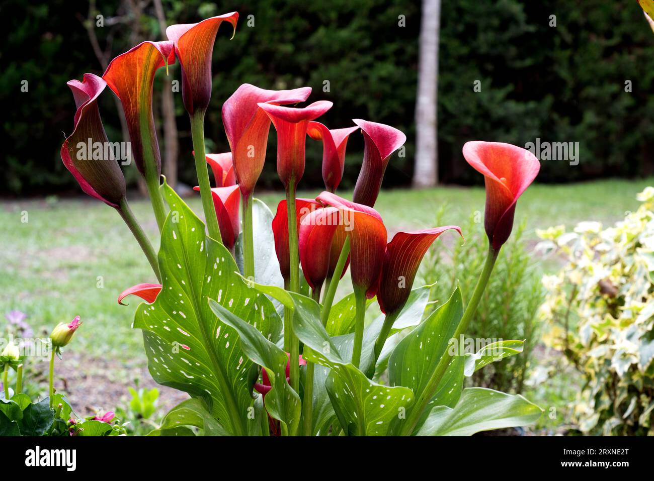 Calla lily or arum lily (Zantedeschia aethiopica) is a rhizomatous ...