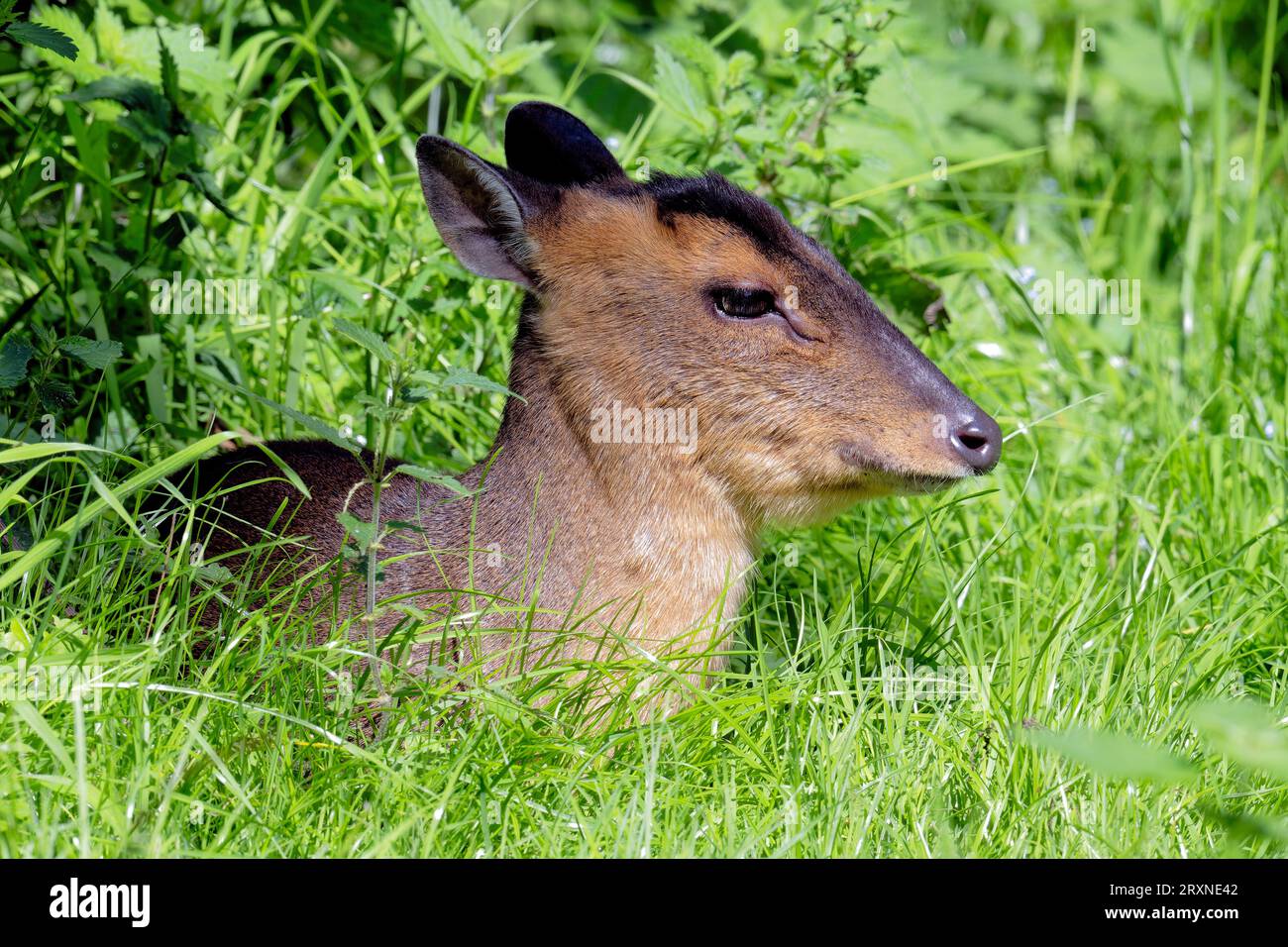 Deer hi res hi-res stock photography and images - Alamy