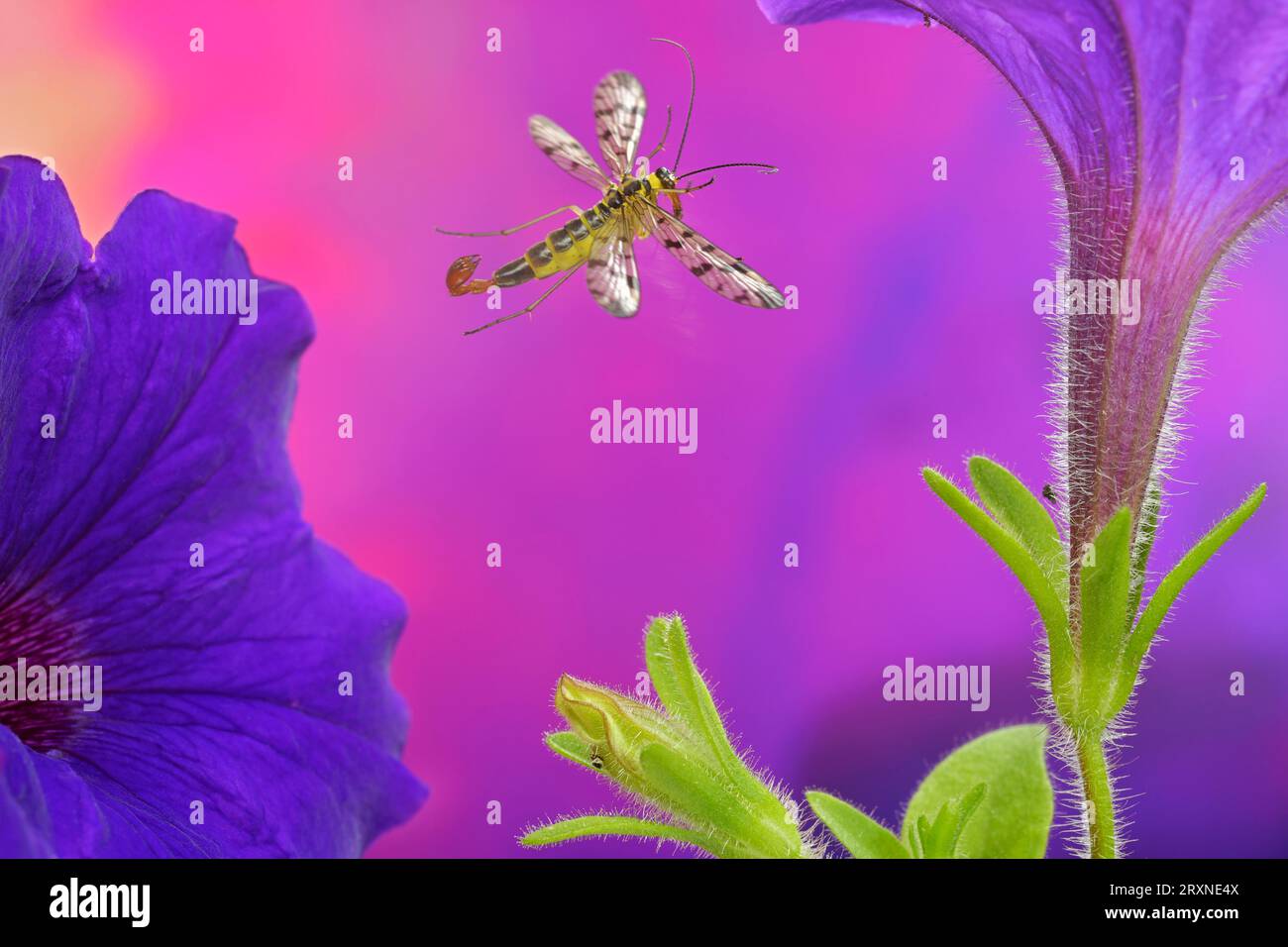 Scorpion fly male (Panorpa communis) in flight on a showy vine (Ipomoea L Stock Photo - Alamy