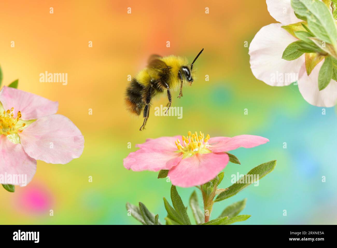 Early bumblebee (Bombus pratorum) in flight at the flowers of the ...