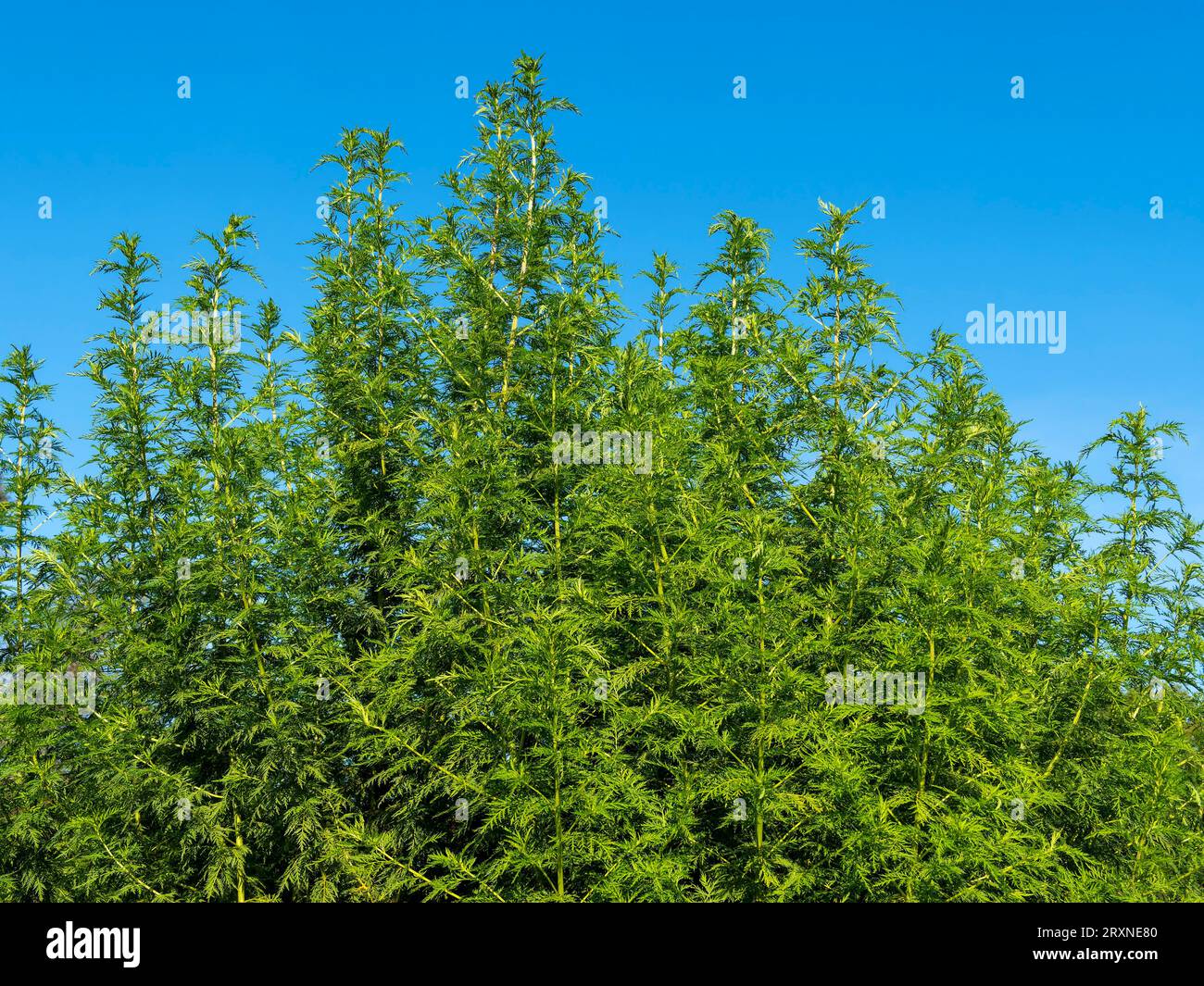 Sweet annie (Artemisia annua) Medicinal herbs and wild herbs in the ...