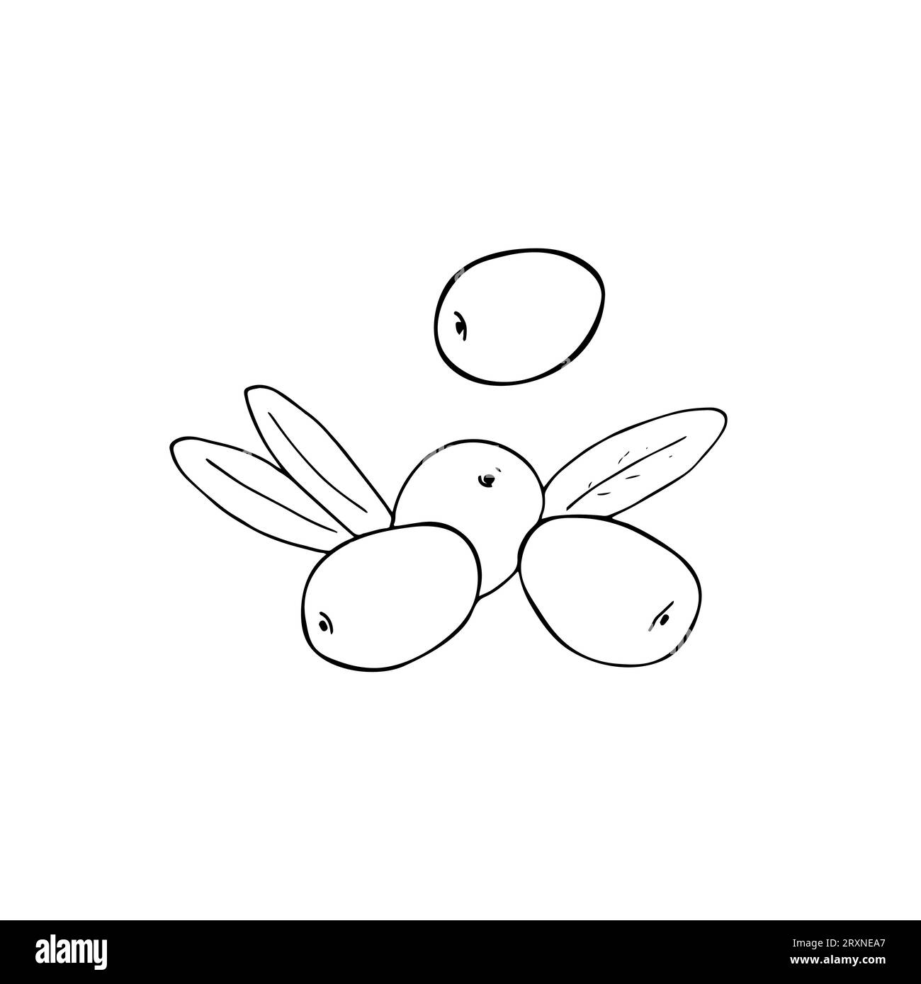 Hand-drawn olives, isolated on white background, food vector ...