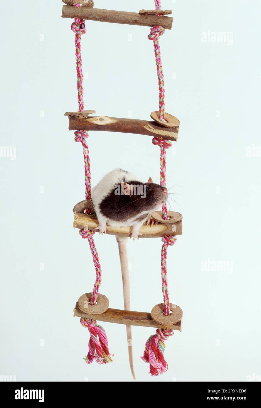 Hooded rat hi-res stock photography and images - Alamy