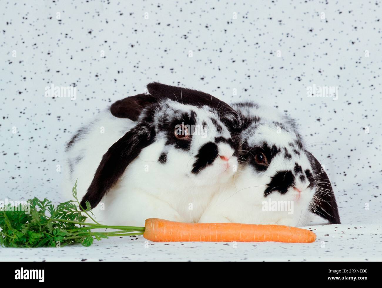 Ram rabbit with carrot Stock Photo - Alamy
