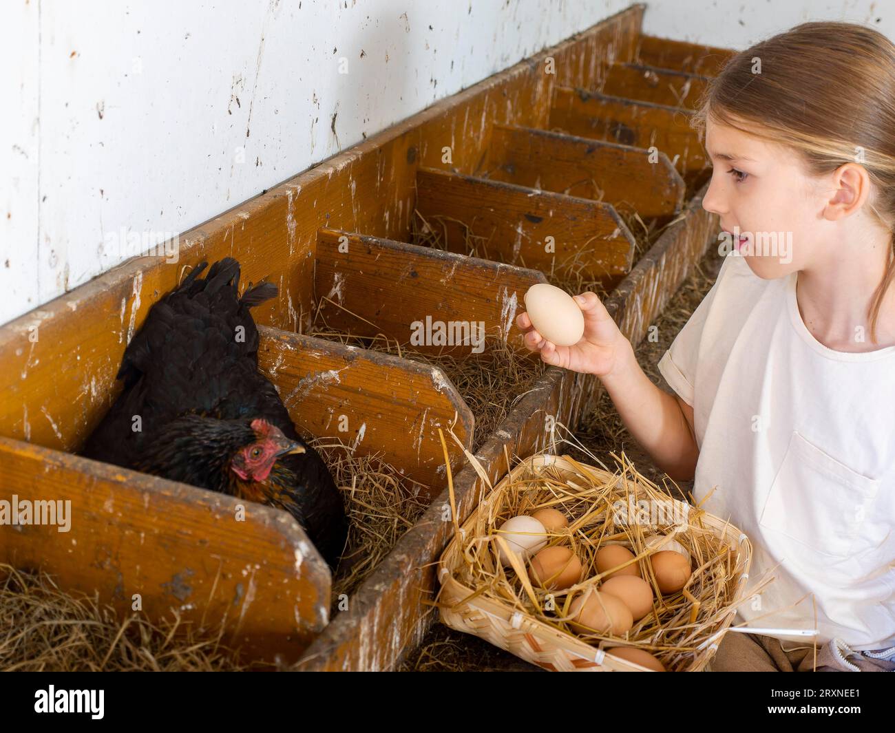 Boy collecting eggs henhouse hi-res stock photography and images - Alamy