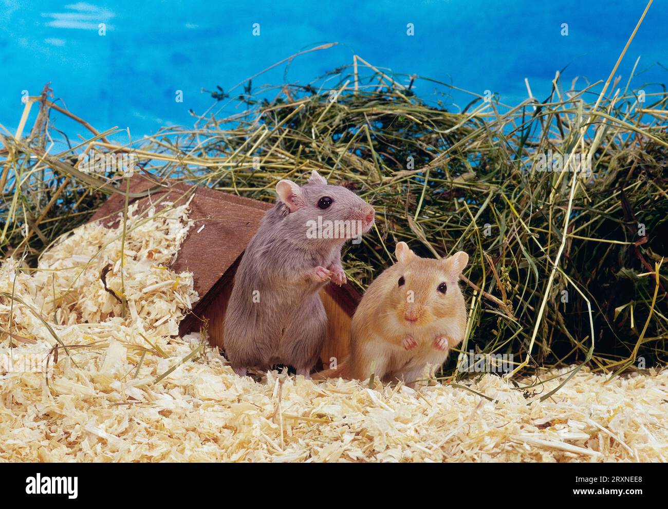 Gerbils (Meriones unguiculatus Stock Photo - Alamy