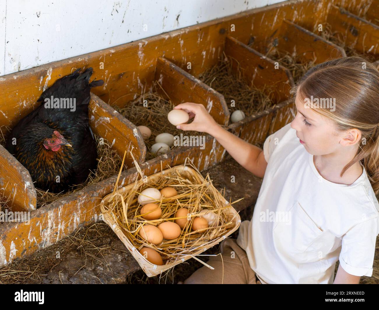 Boy collecting eggs from the nests into a basket in the henhouse ...
