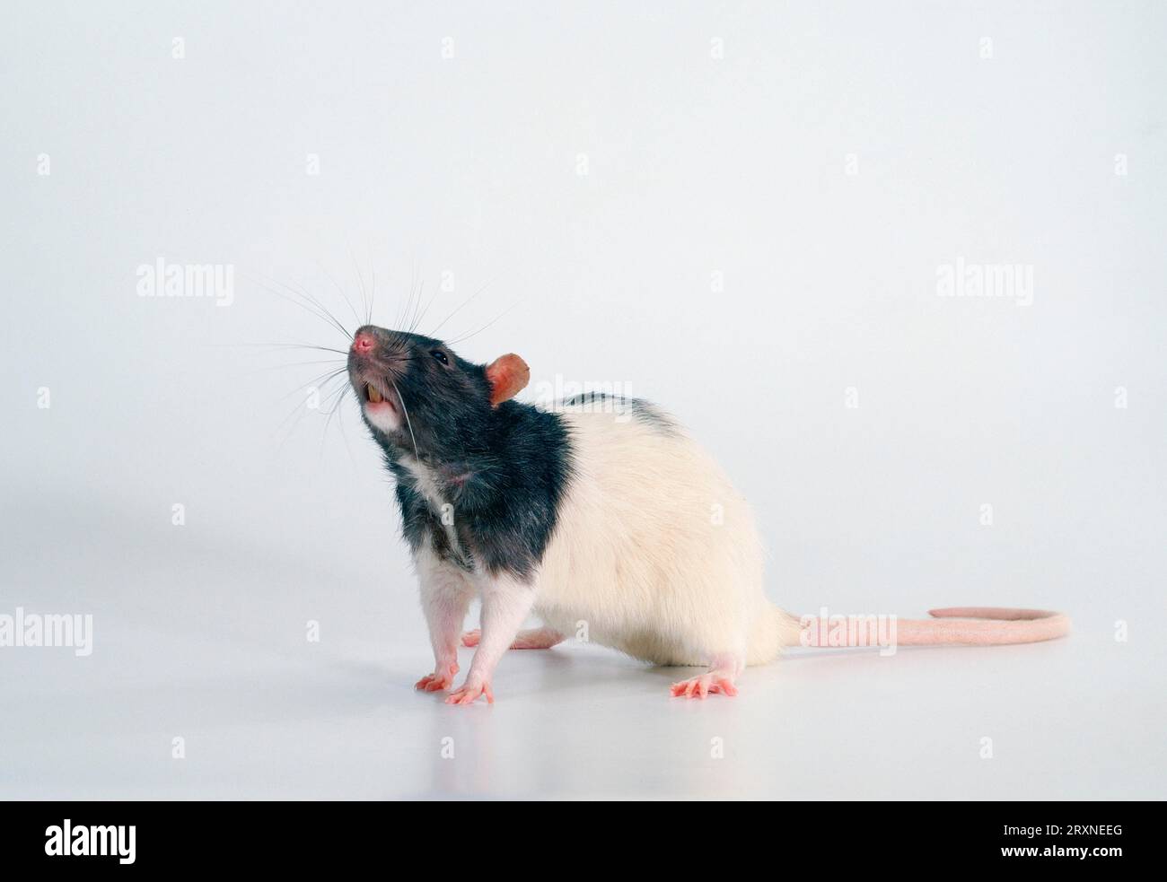 House rat with black headgear Stock Photo - Alamy