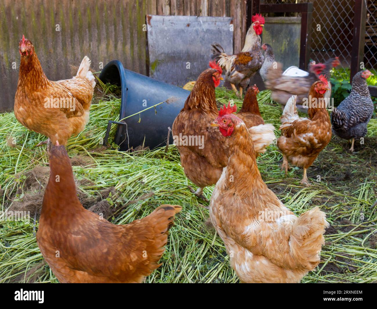 Free range chicken farm house hi-res stock photography and images - Alamy