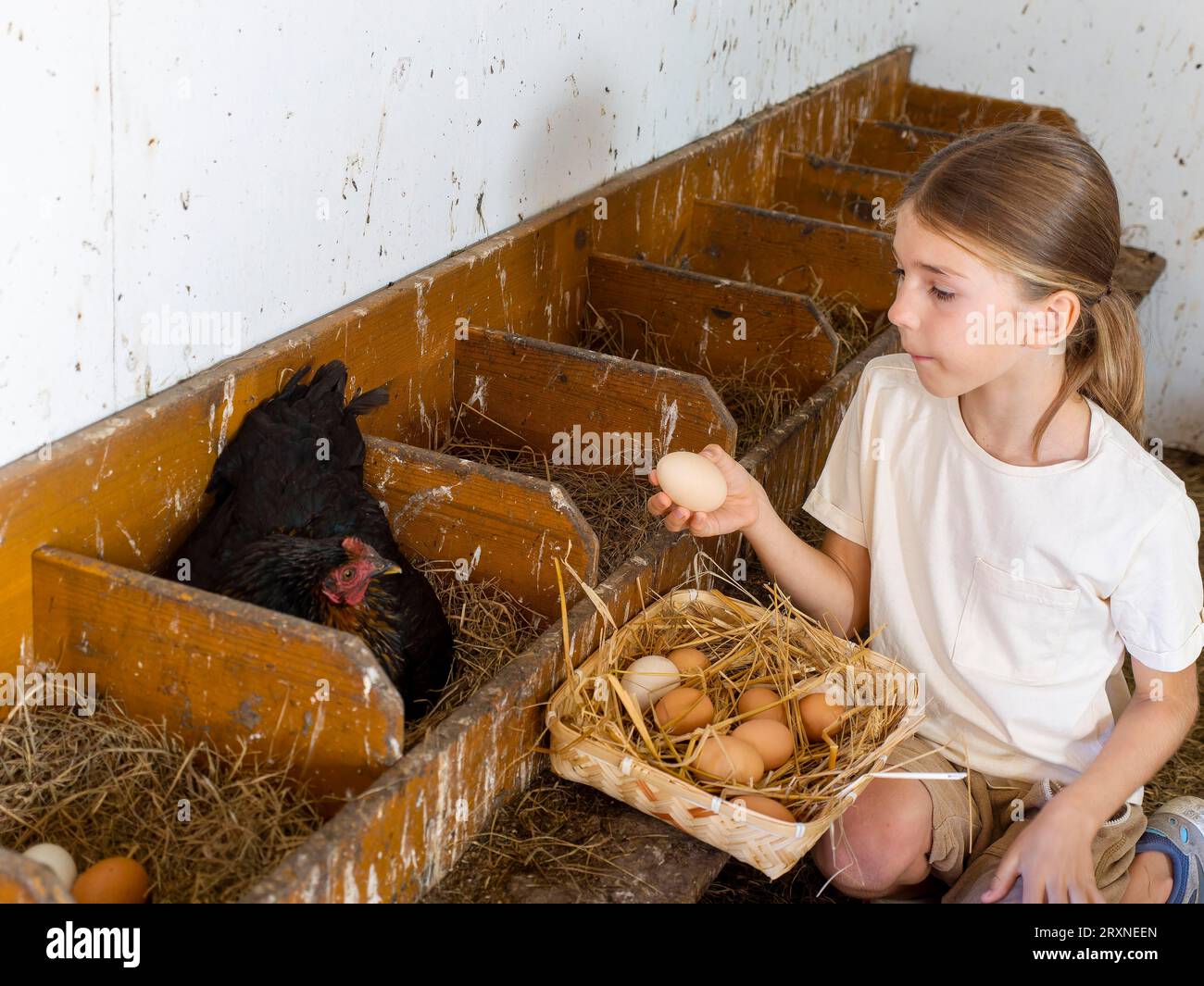 Boy collecting eggs from the nests into a basket in the henhouse ...