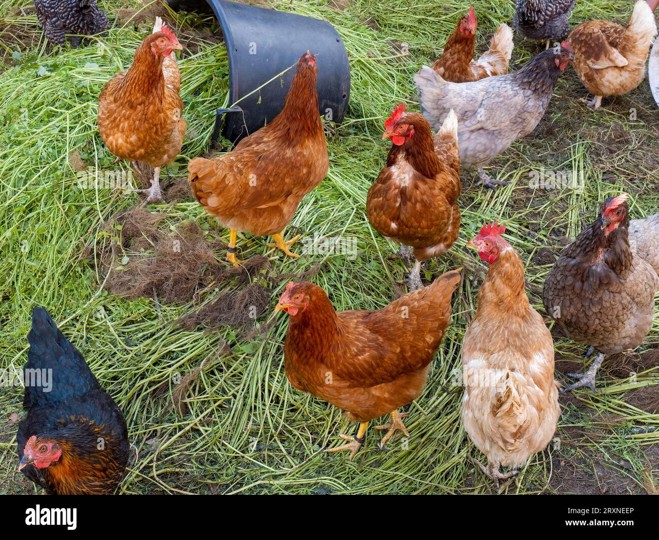 Free-range chickens and green grass in small farm, Germany Stock Photo ...