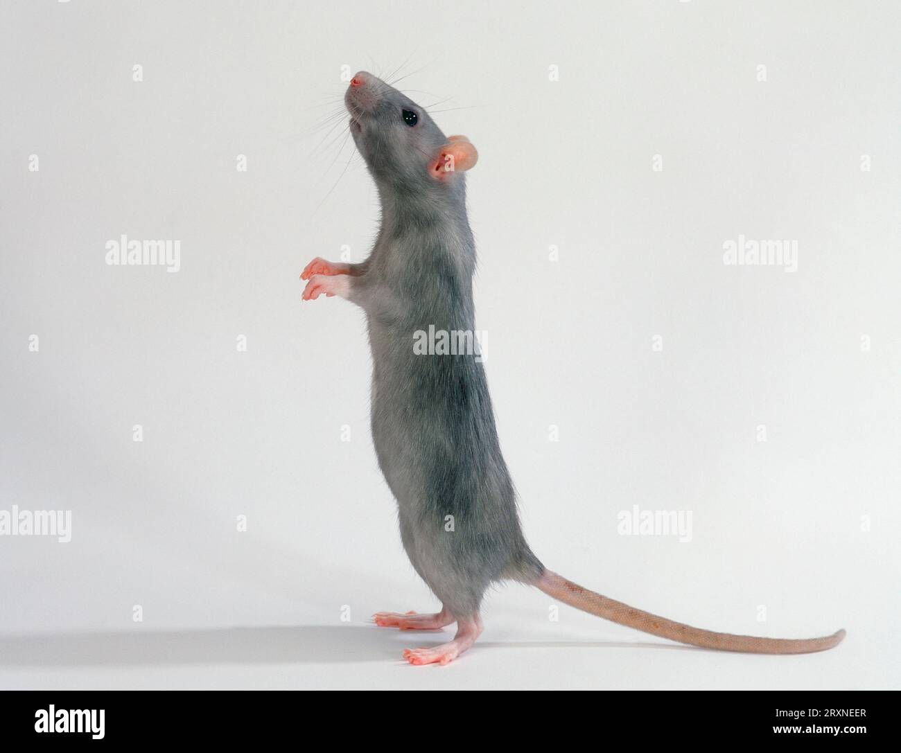 Colour rat, blue, lateral Stock Photo - Alamy