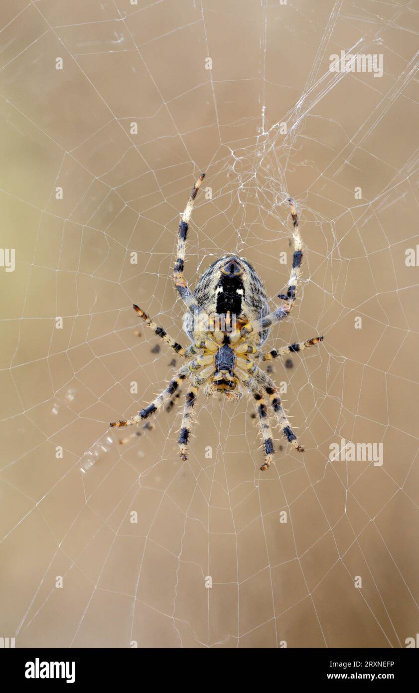 A common Garden Spider Stock Photo - Alamy