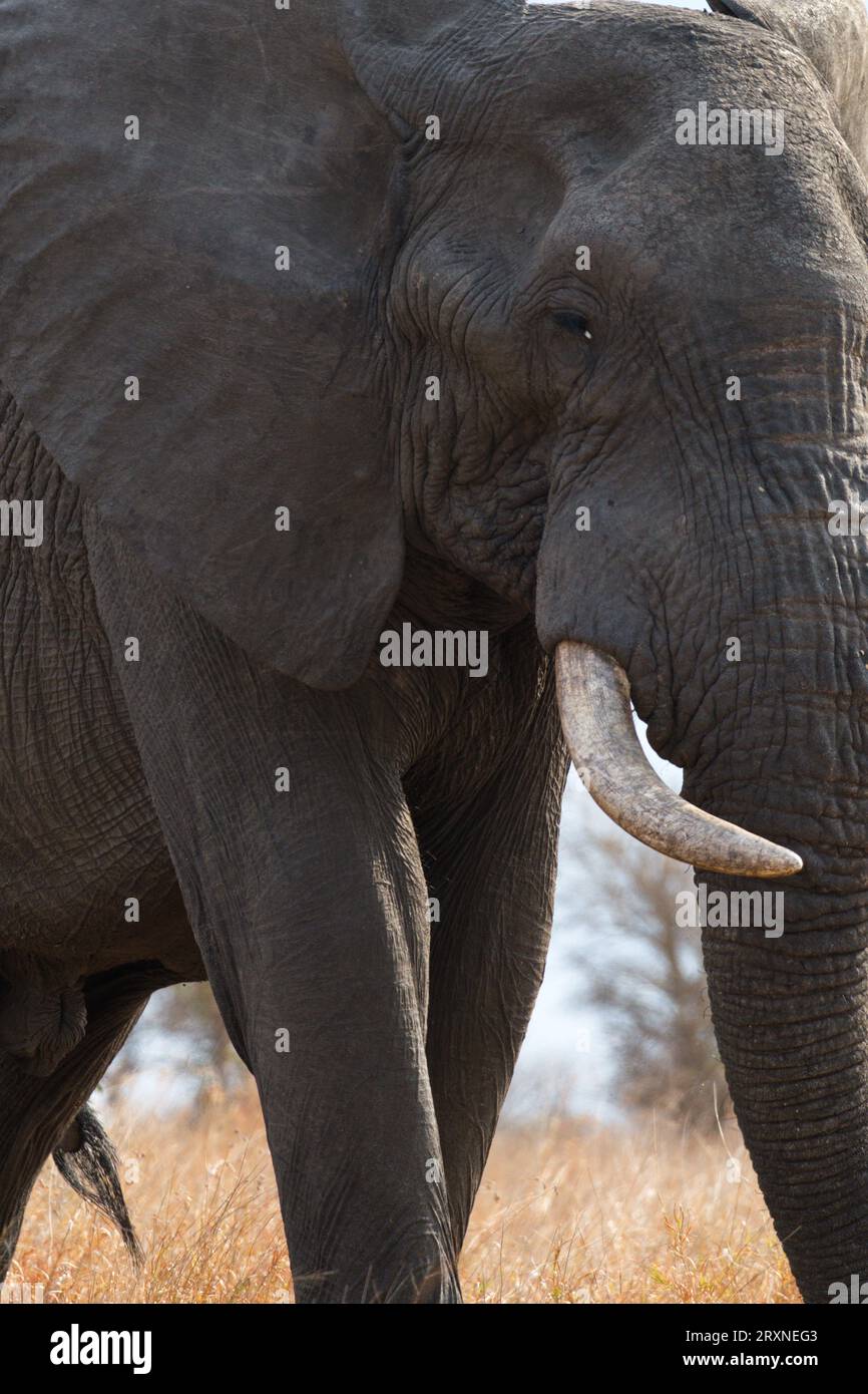 Elefante Africano Front Of An African Elephant Stock Photo - Image ...