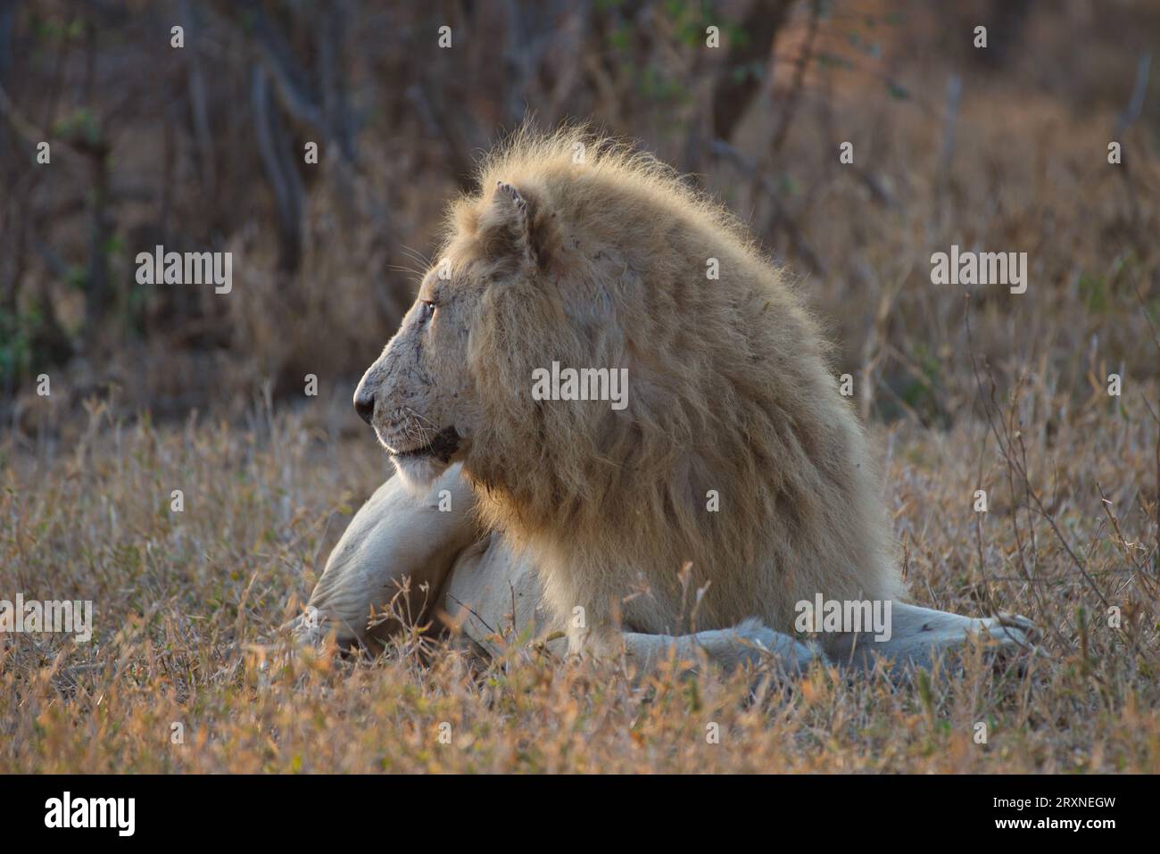 Lion portrait. Retrato de un león Stock Photo - Alamy