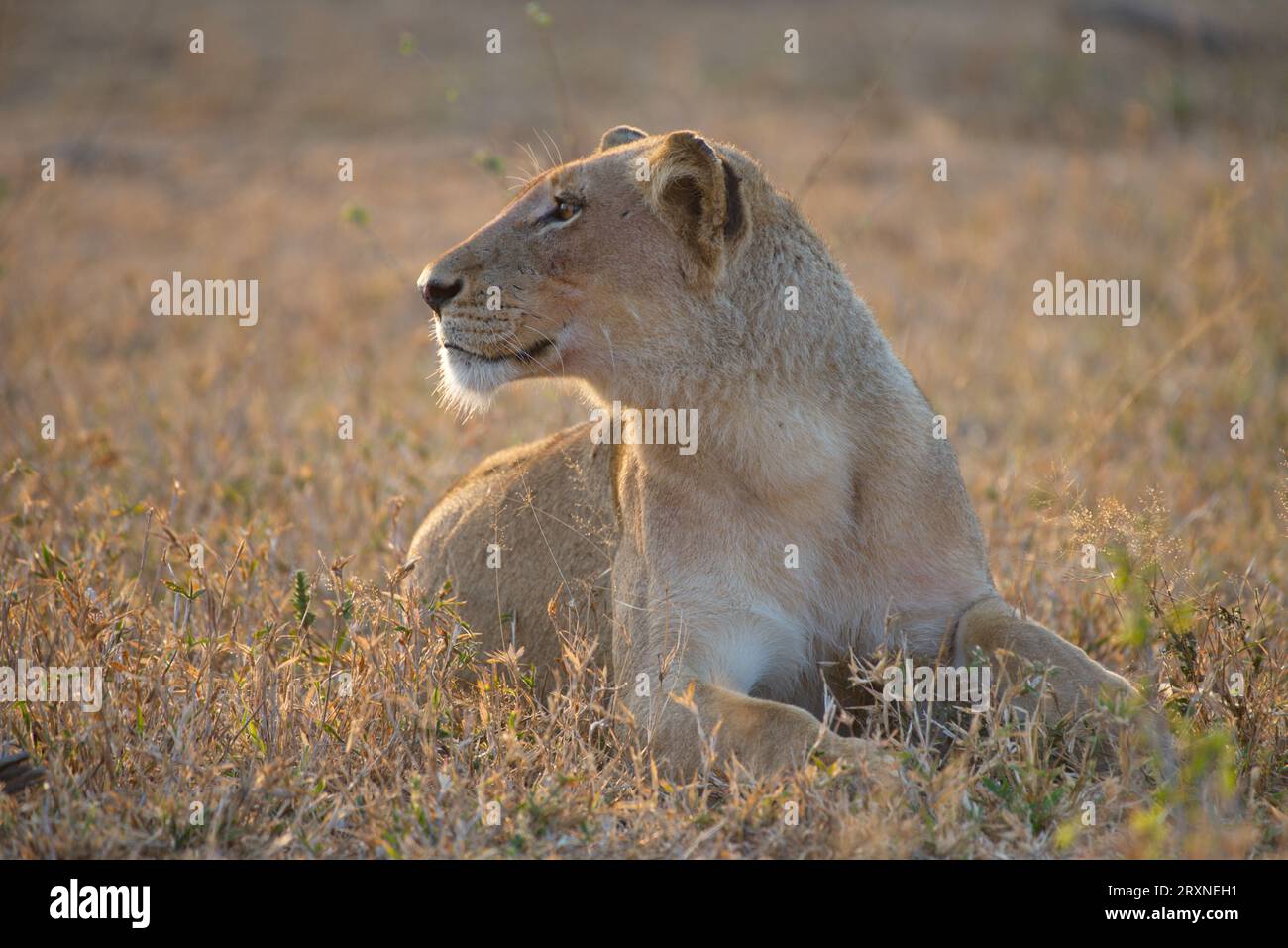 Retrato de felino hi-res stock photography and images - Alamy
