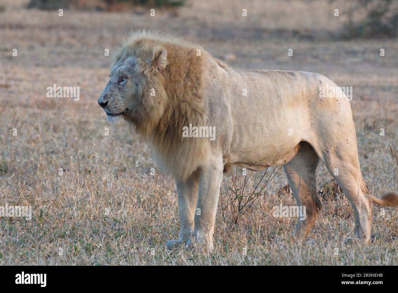 Lion portrait. Retrato de un león Stock Photo - Alamy