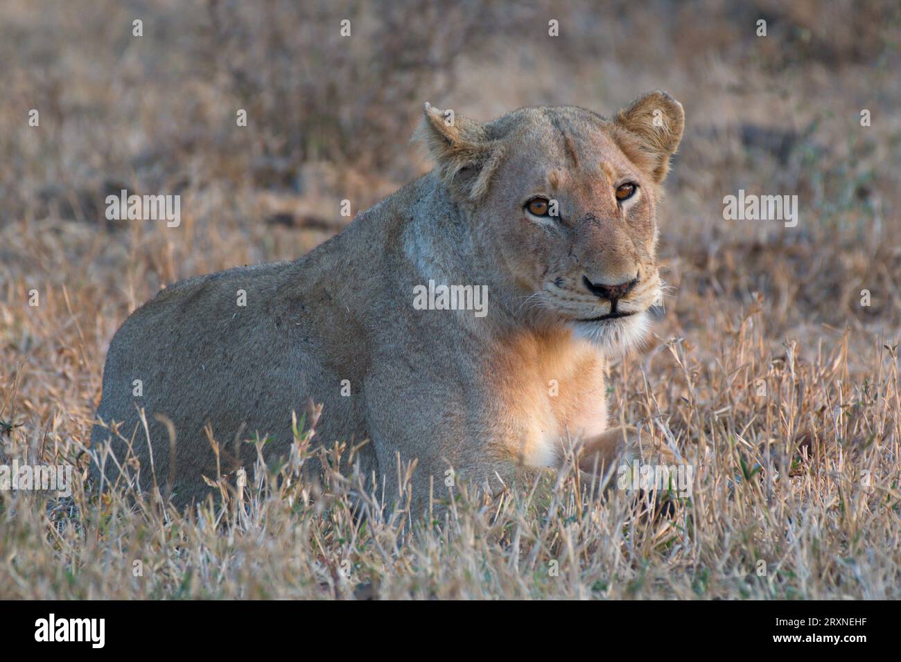 Retrato de felino hi-res stock photography and images - Alamy