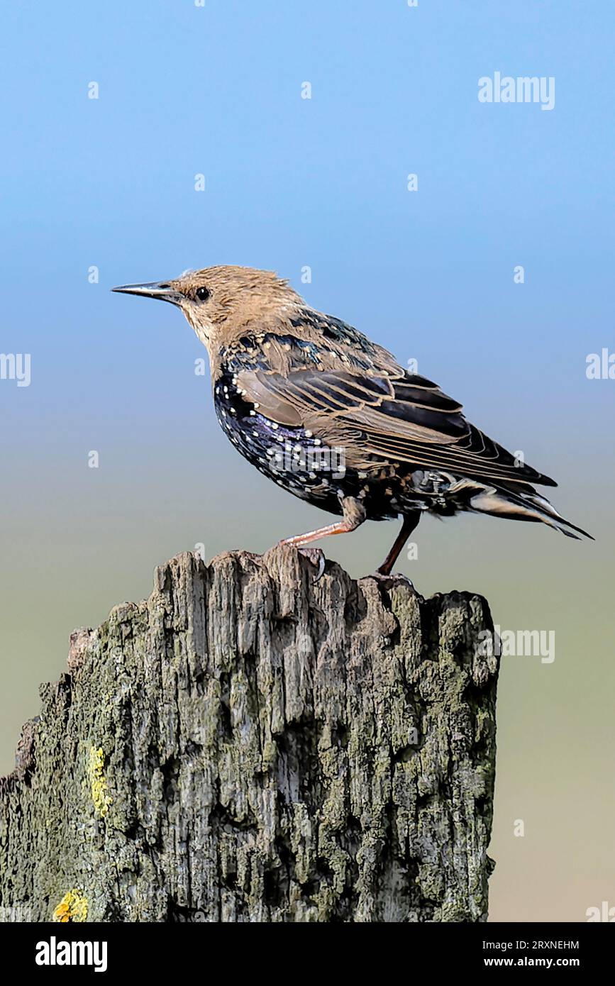 Sheen of plumage hi-res stock photography and images - Alamy