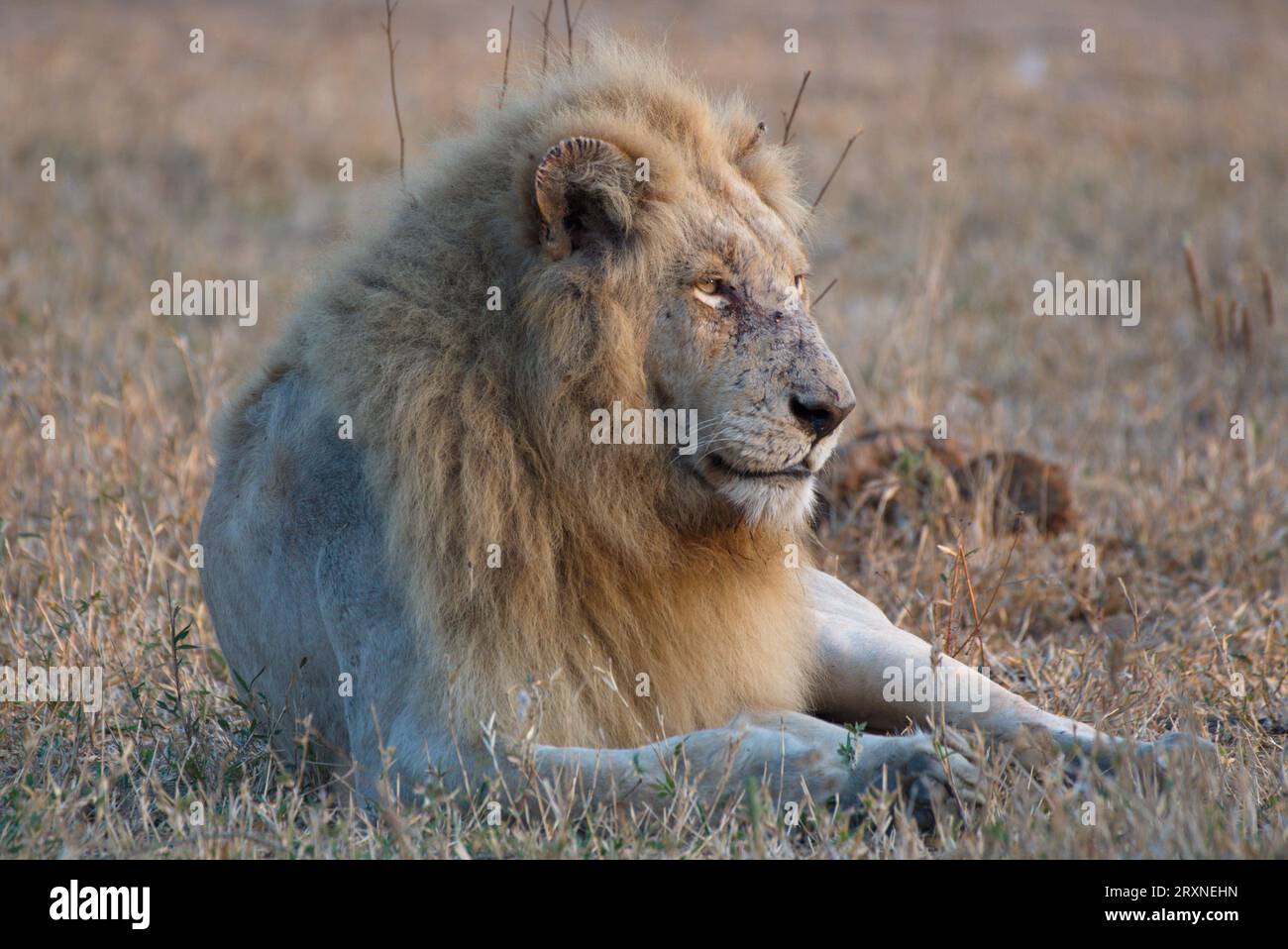 Retrato de fauna hi-res stock photography and images - Alamy