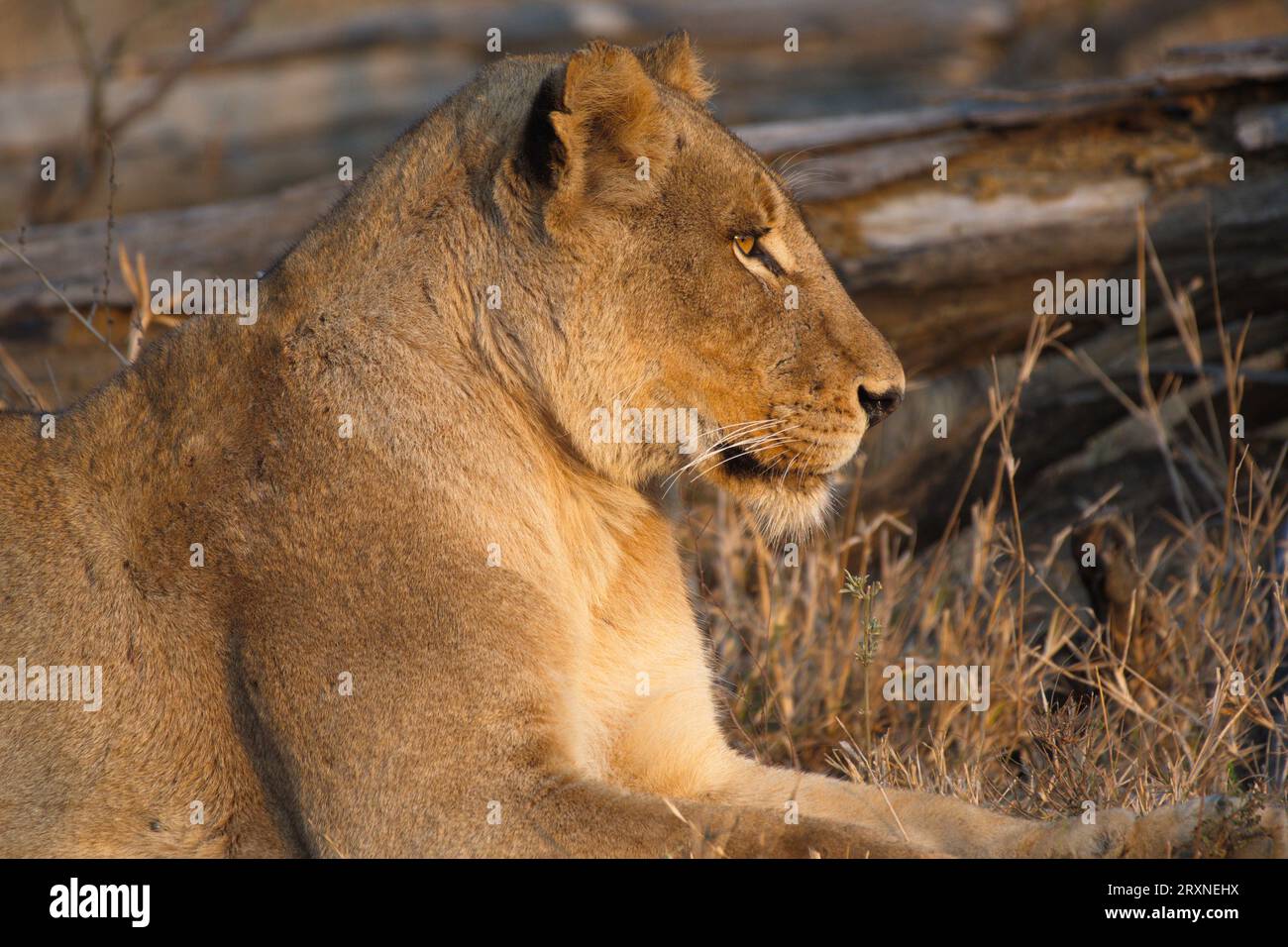 Retrato de felino hi-res stock photography and images - Alamy