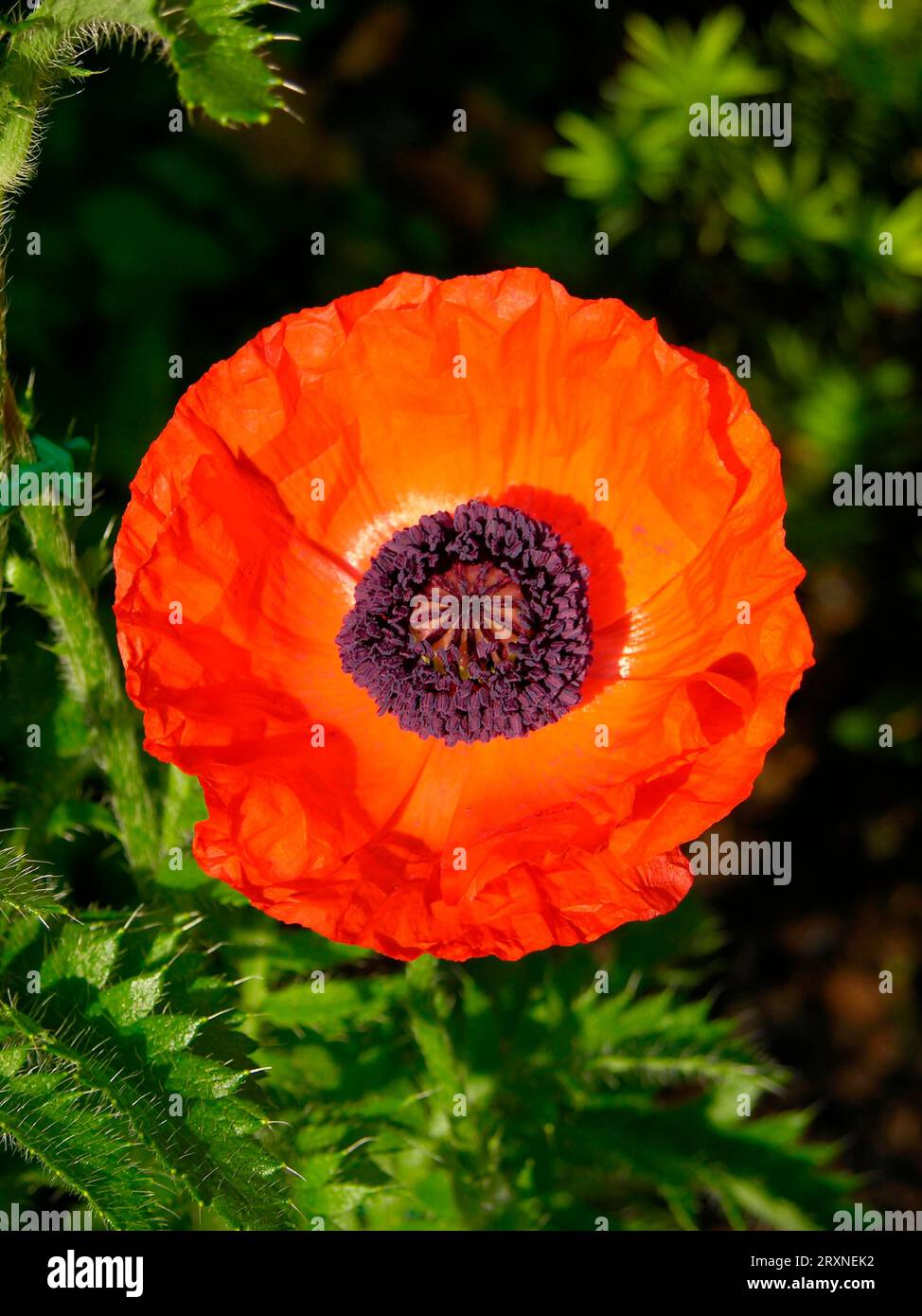 Corn poppy, meadow, close-up Stock Photo - Alamy