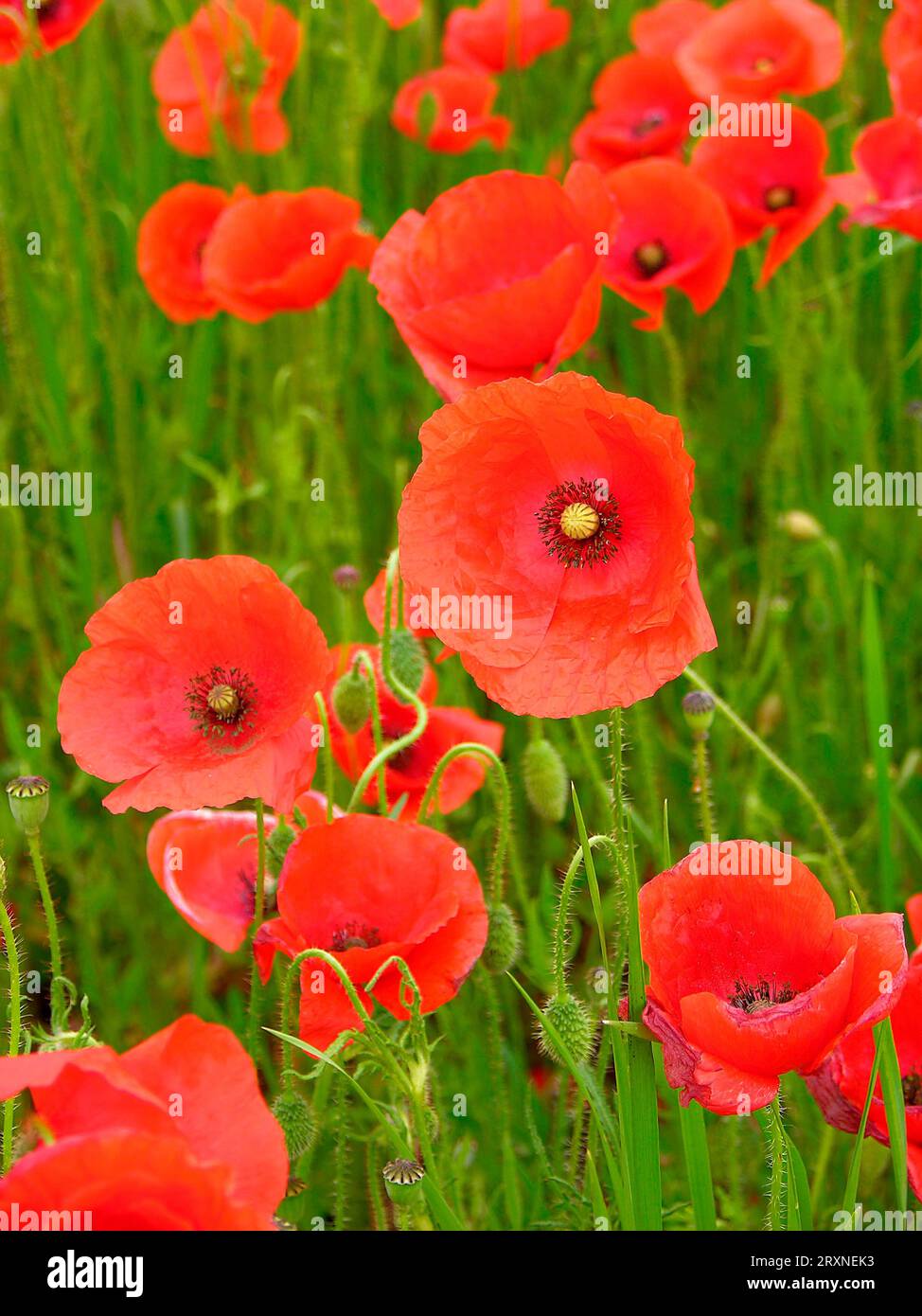 Corn poppy, meadow Corn poppy, meadow, close-up Stock Photo - Alamy