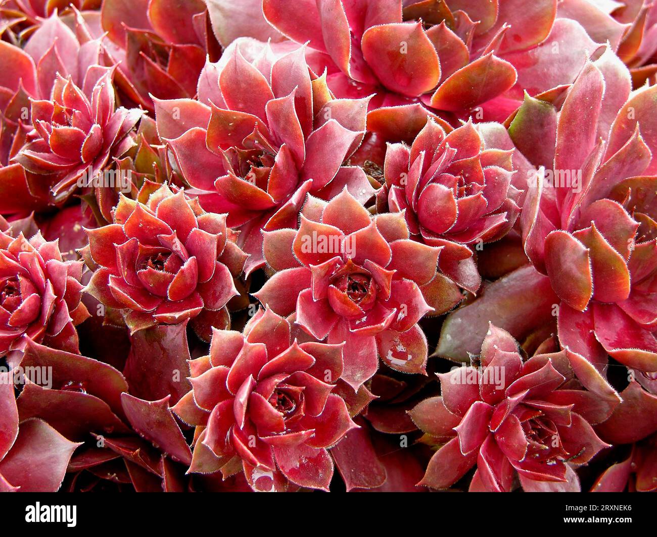 Houseleek hybrid hi-res stock photography and images - Alamy