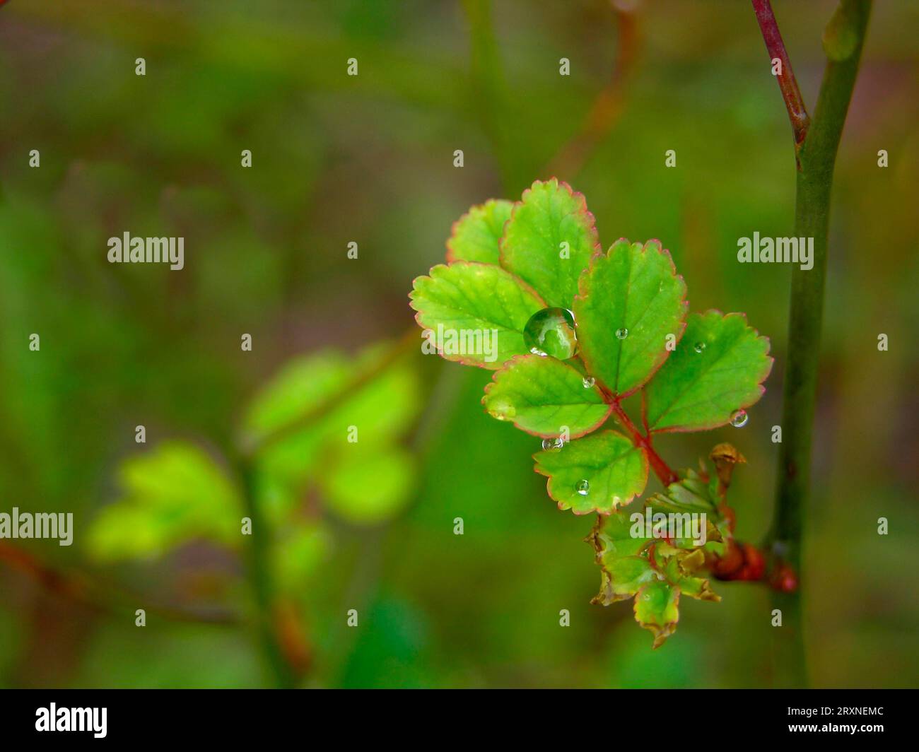 Rose shoot hi-res stock photography and images - Alamy
