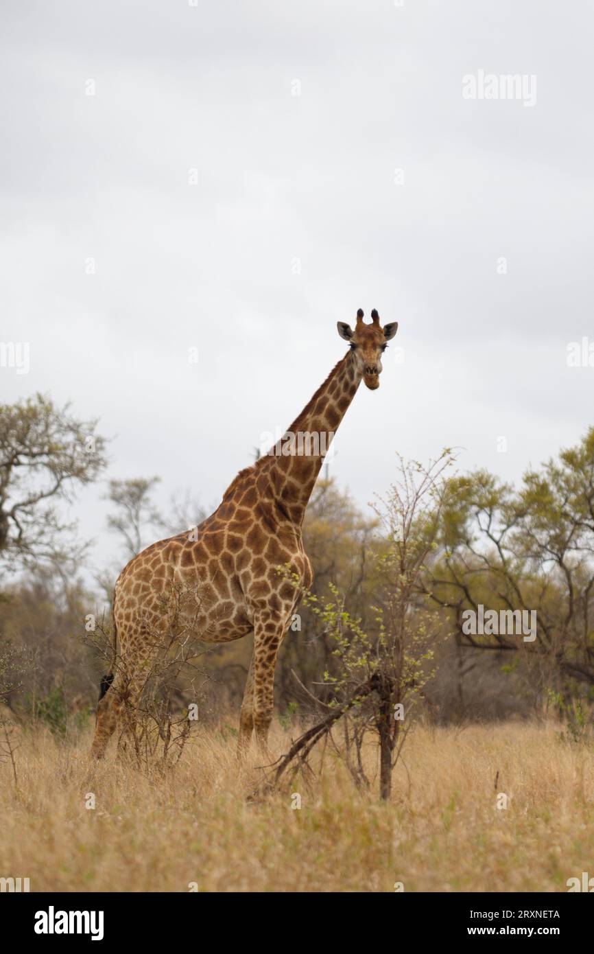 Jirafa en sudáfrica hi-res stock photography and images - Alamy