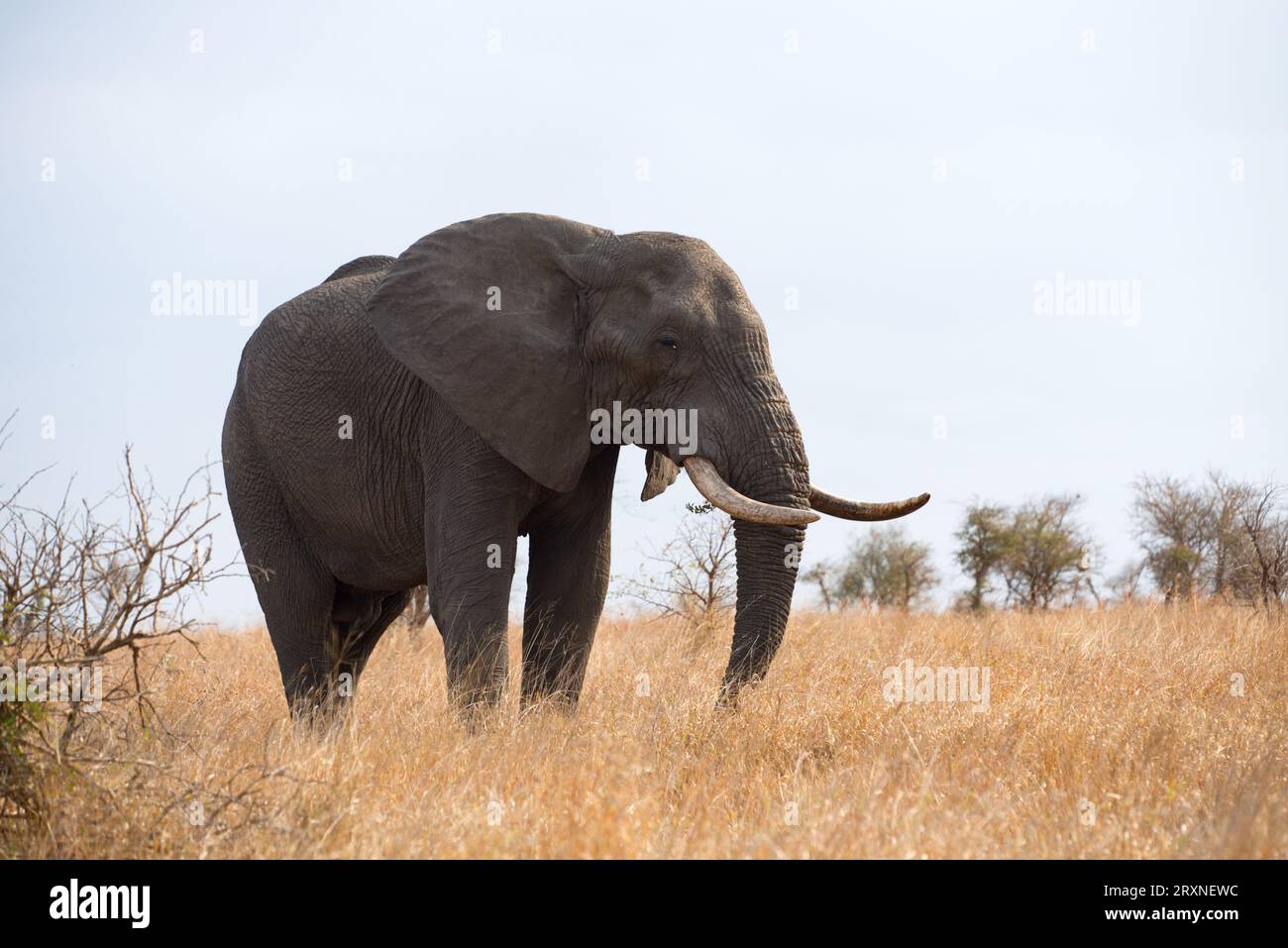 Elefante Africano Front Of An African Elephant Stock Photo - Image ...