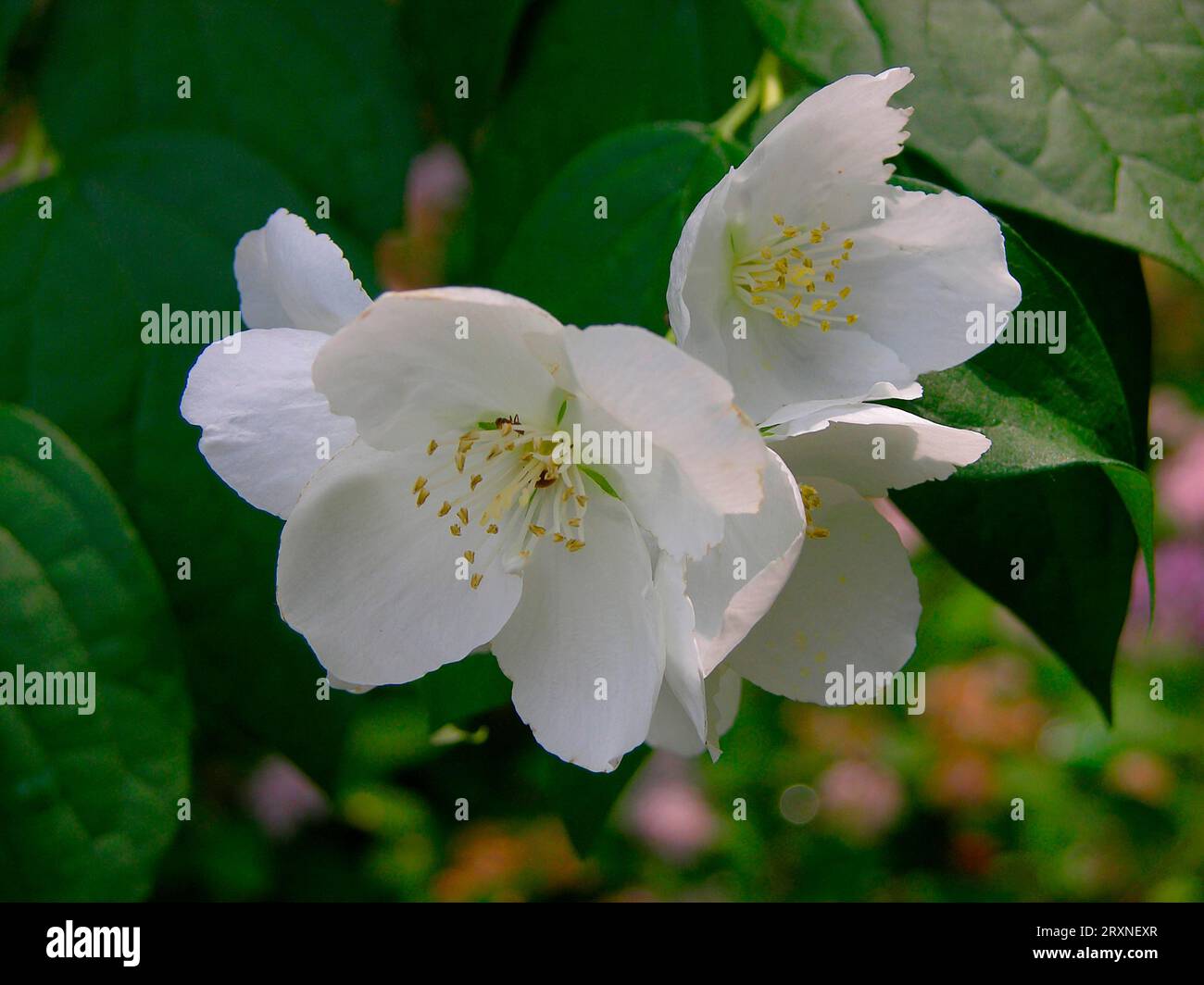 False jasmine hi-res stock photography and images - Alamy