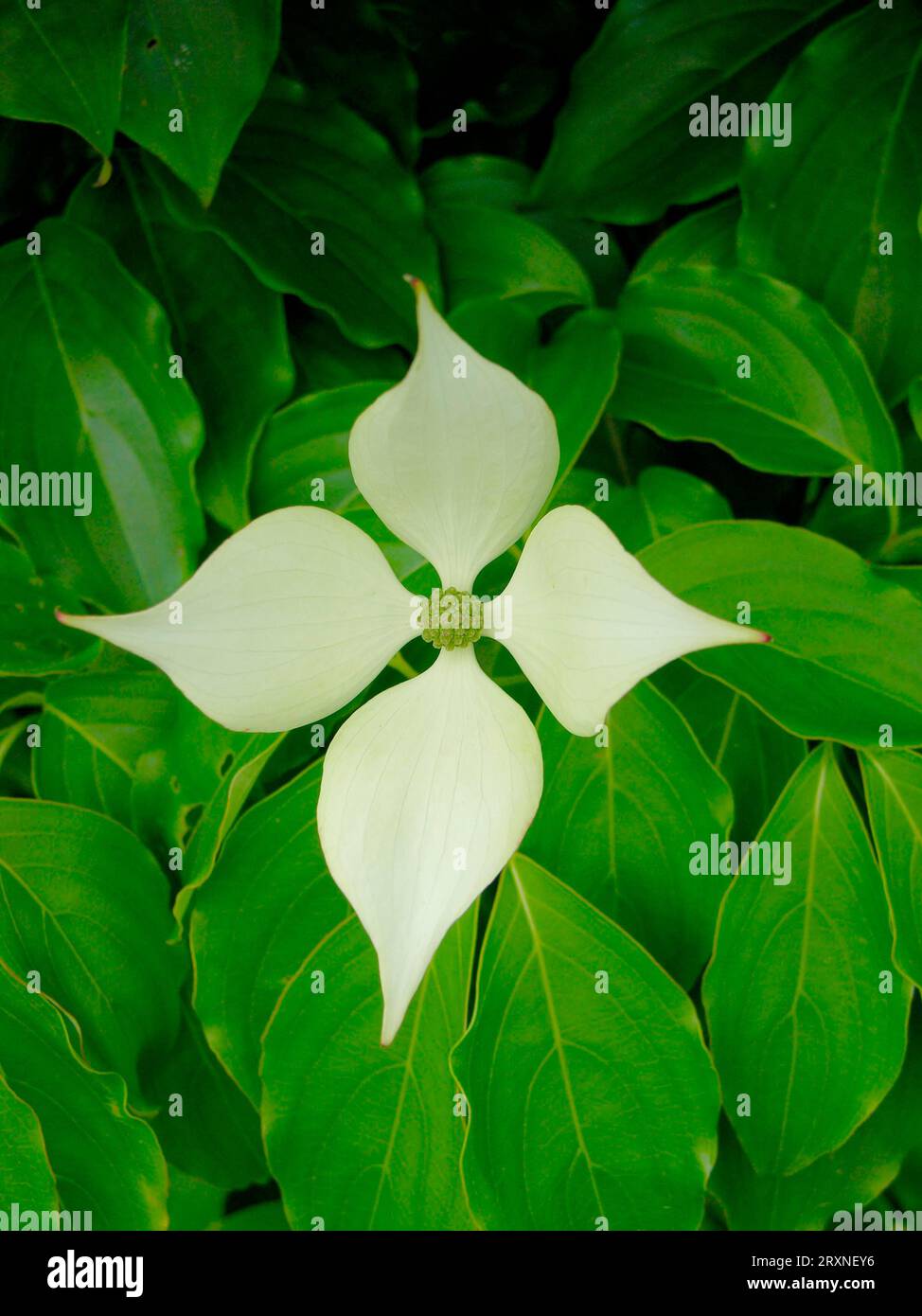Japanese flowering dogwood (Cornus) kokusa hanice Stock Photo - Alamy