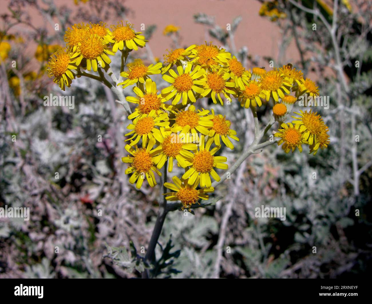 Yarrow, Achiellea Yellow achillea millefolium (Achillea tomentosa Stock ...
