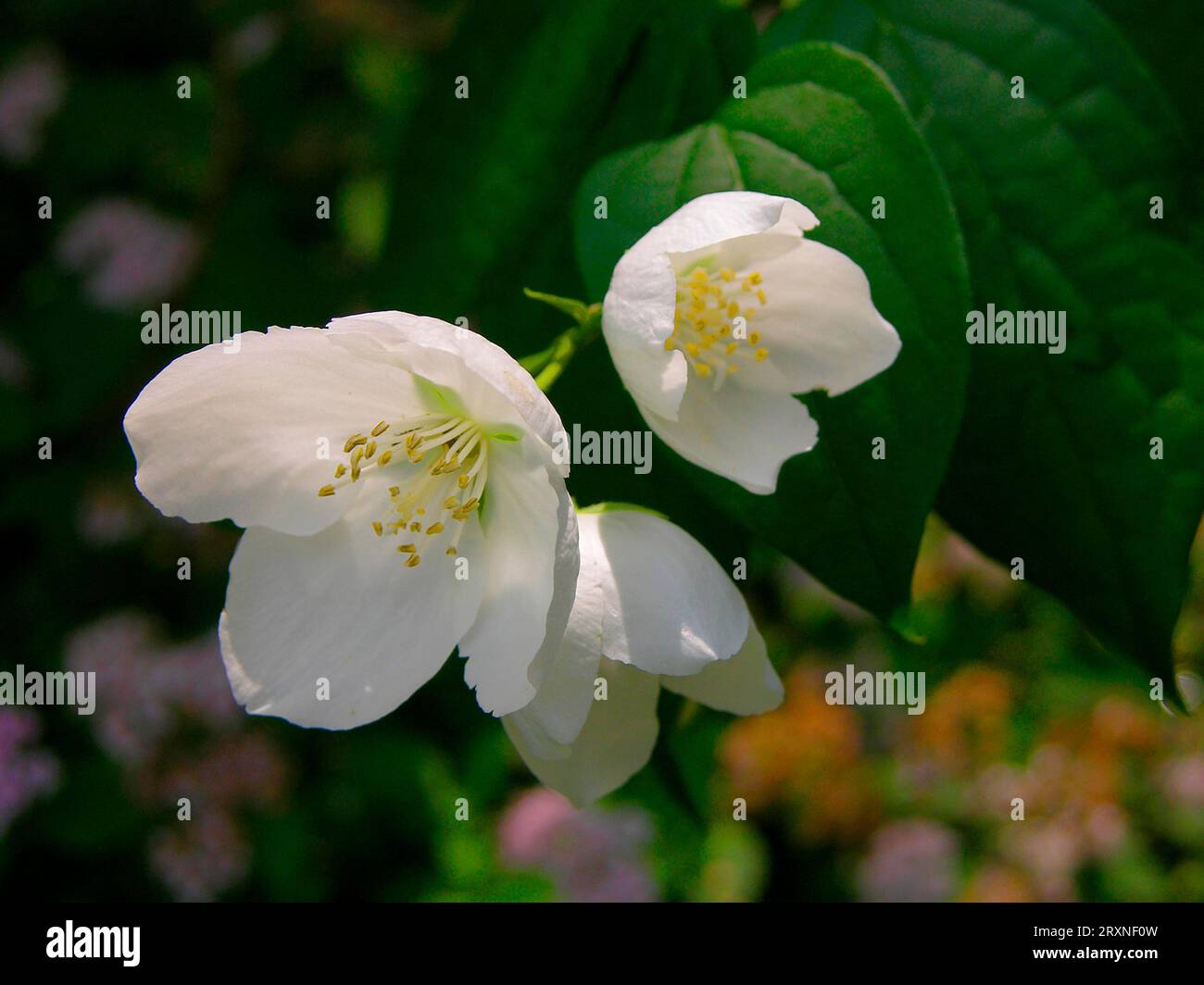 False jasmine hi-res stock photography and images - Alamy