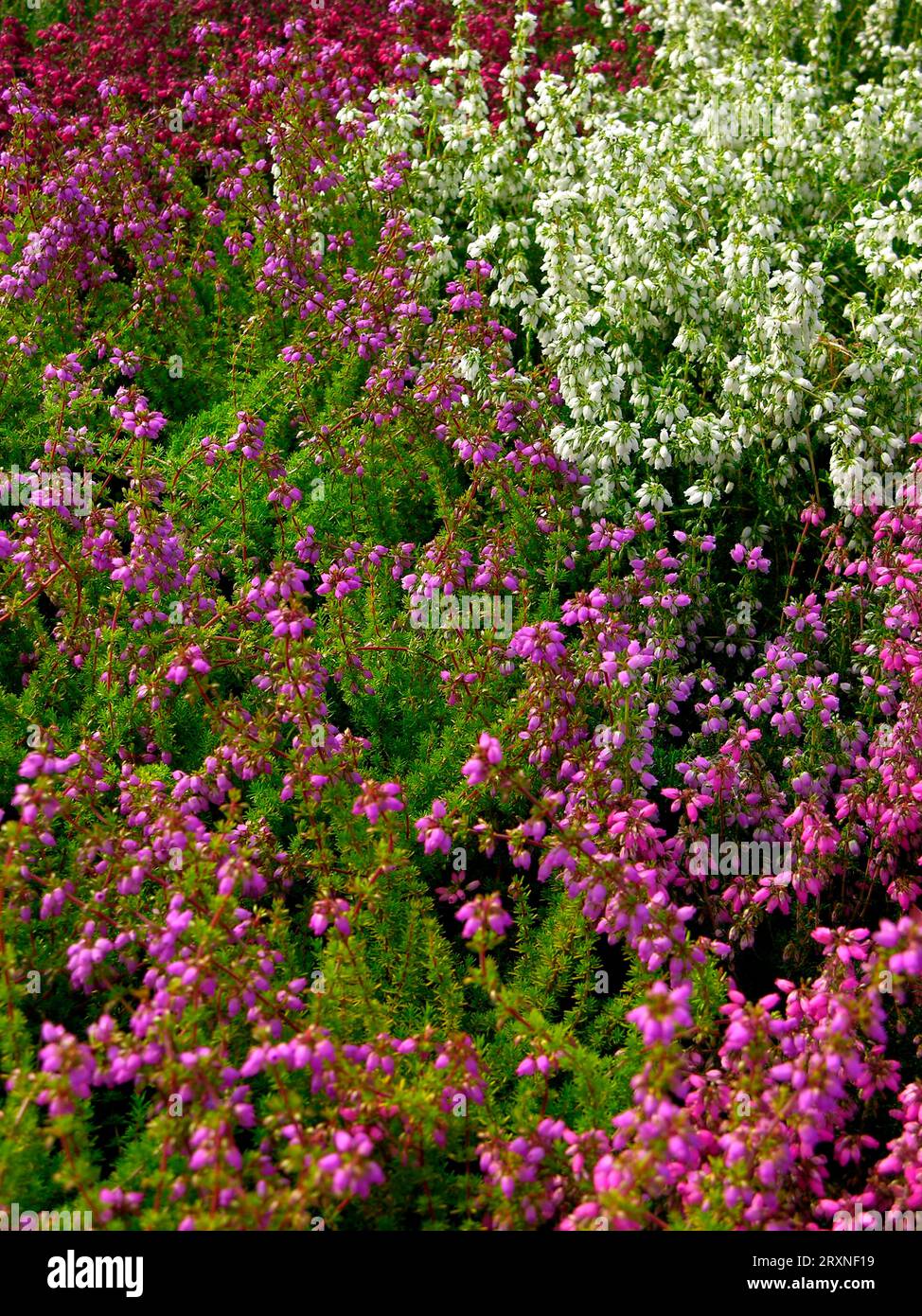 Erica, Erica cinera, Cornwall heath, rambling heath Erica vagans Stock ...